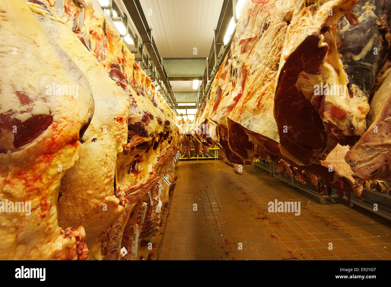 sides of beef hanging in a cold store Stock Photo - Alamy