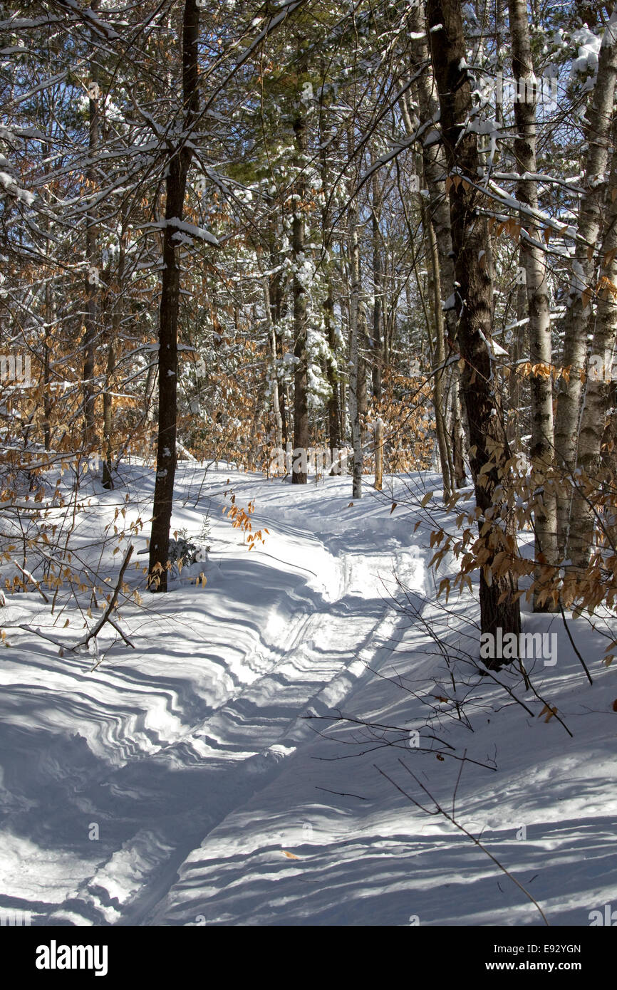 Snowy winter trail through winter woods Stock Photo - Alamy
