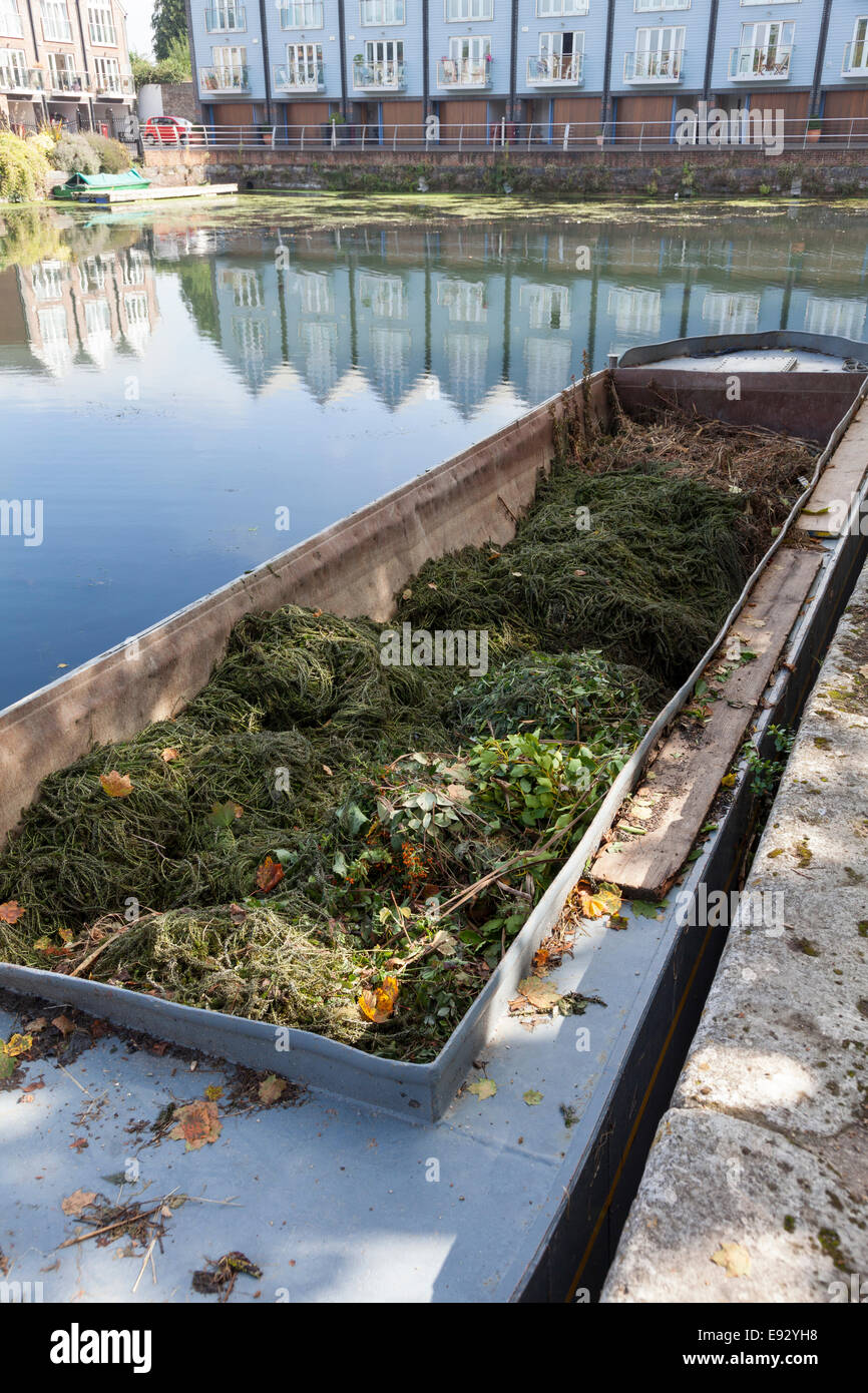 Barge filled with weeds dredged from the Chichester Canal, Chichester ...