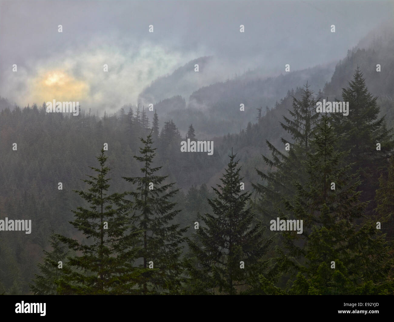 Native pines hi-res stock photography and images - Alamy