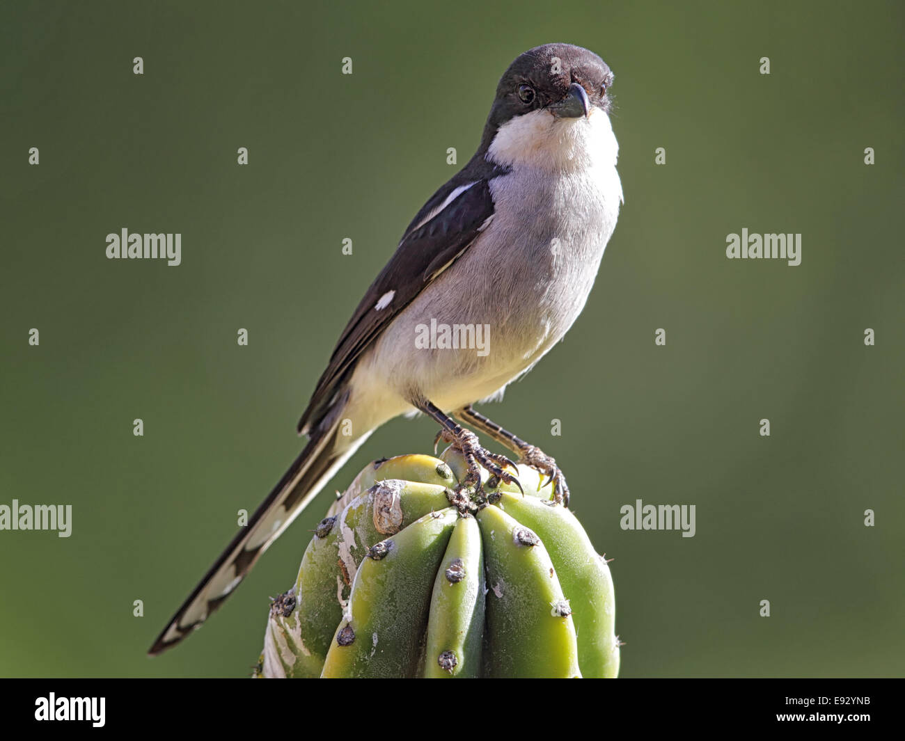 Fiscal Shrike (Lanius collaris) sitting on a cactus in South Africa ...