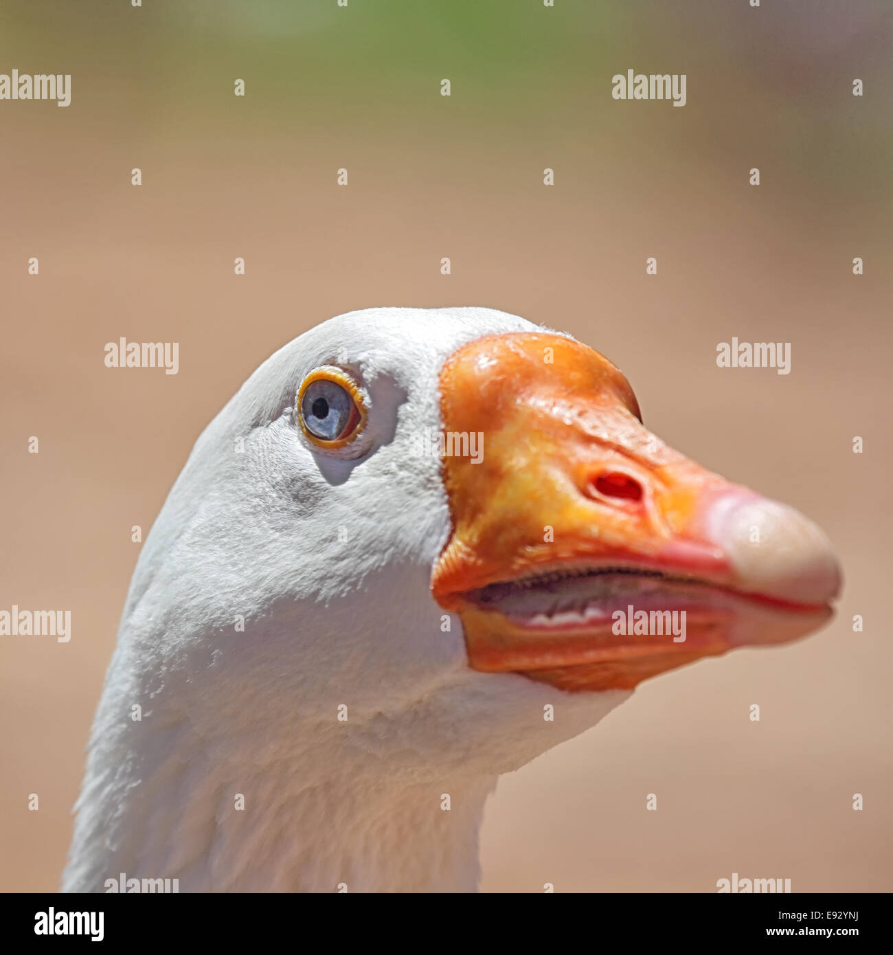 Goose farm animal hi-res stock photography and images - Alamy