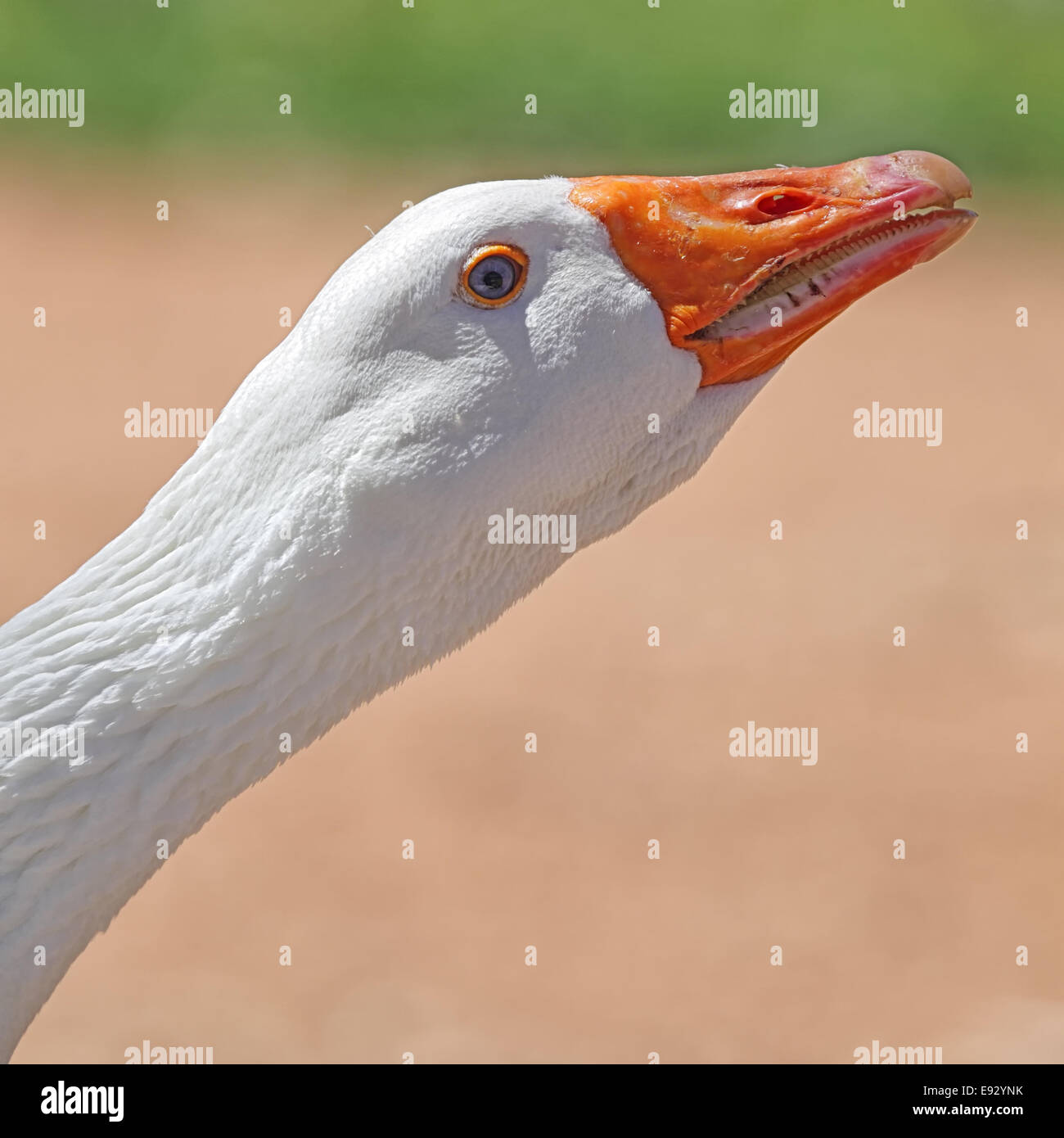 Goose farm animal hi-res stock photography and images - Alamy
