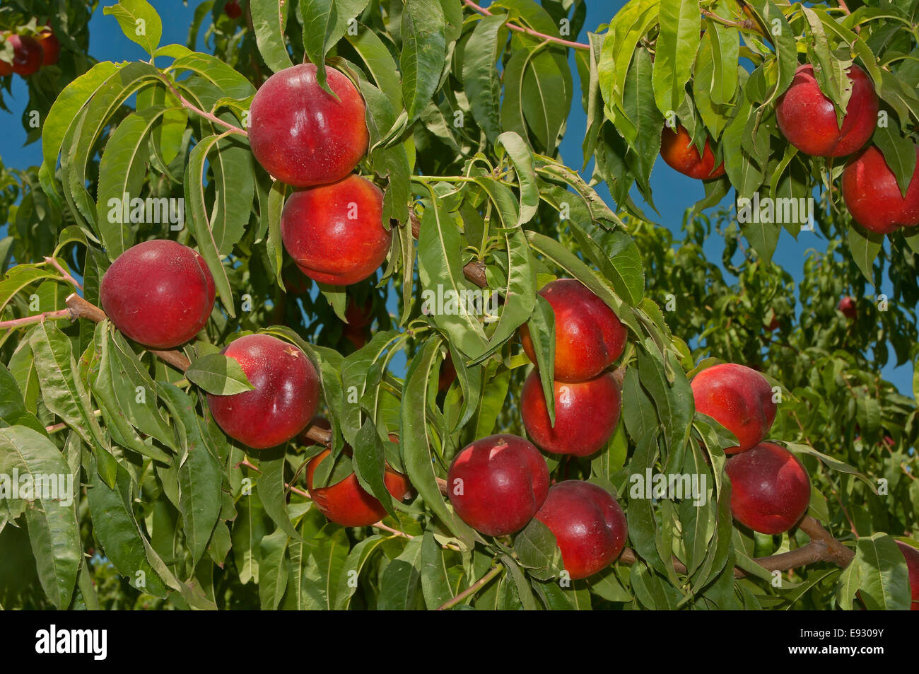 Peaches tree hi-res stock photography and images - Alamy