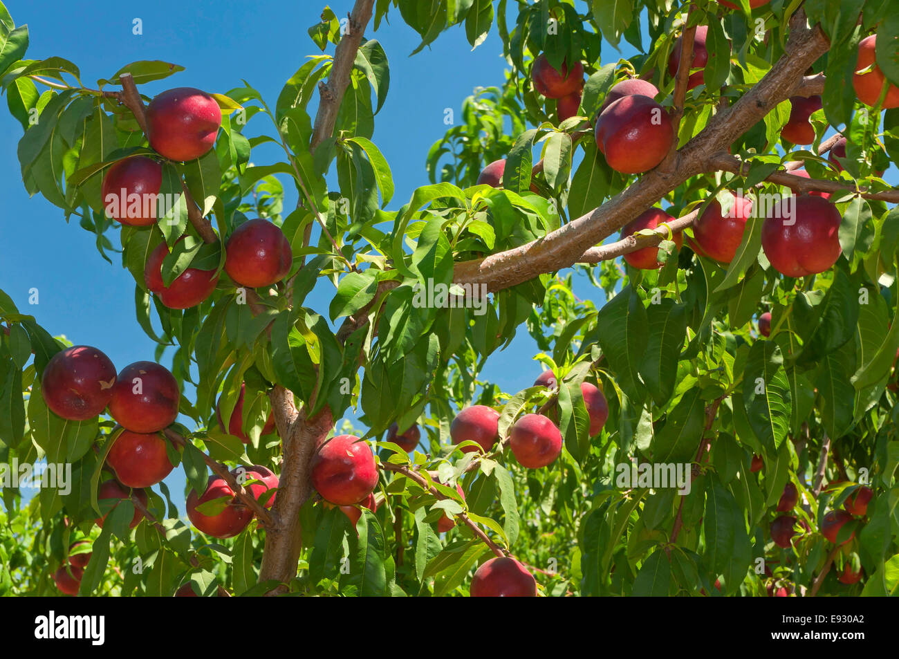 Peach tree, Foliage and fruits, Brenes, Seville province, Region of ...