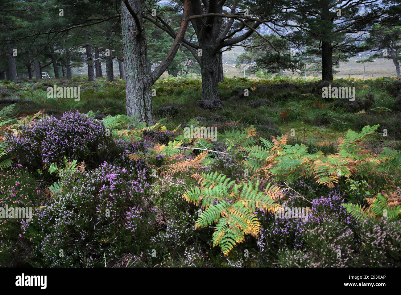 Fern scotland heather hi-res stock photography and images - Alamy