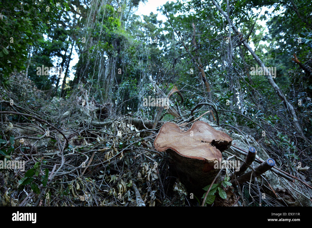 Queensland Deforestation High Resolution Stock Photography and Images ...