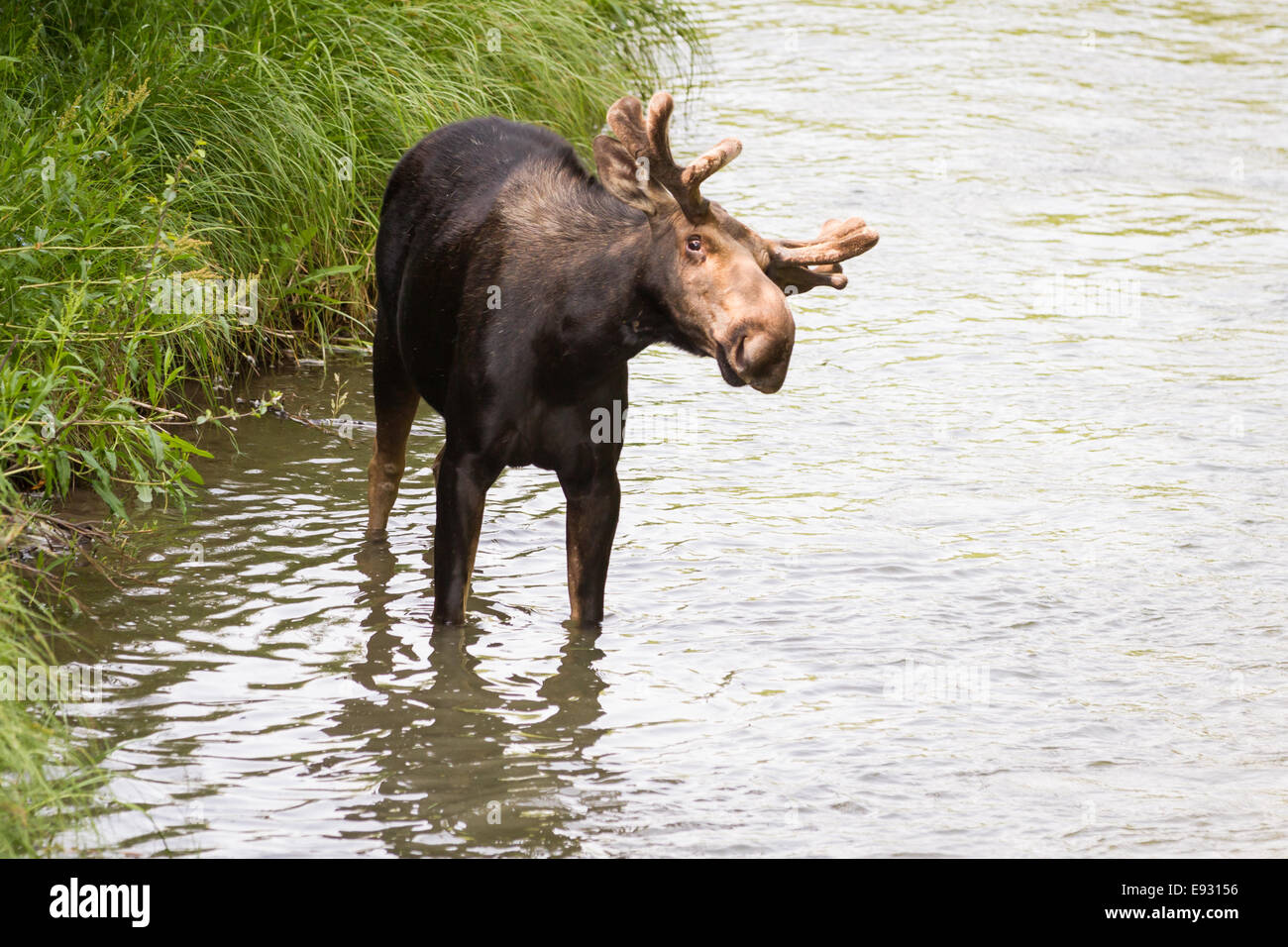 Young male moose hi-res stock photography and images - Alamy
