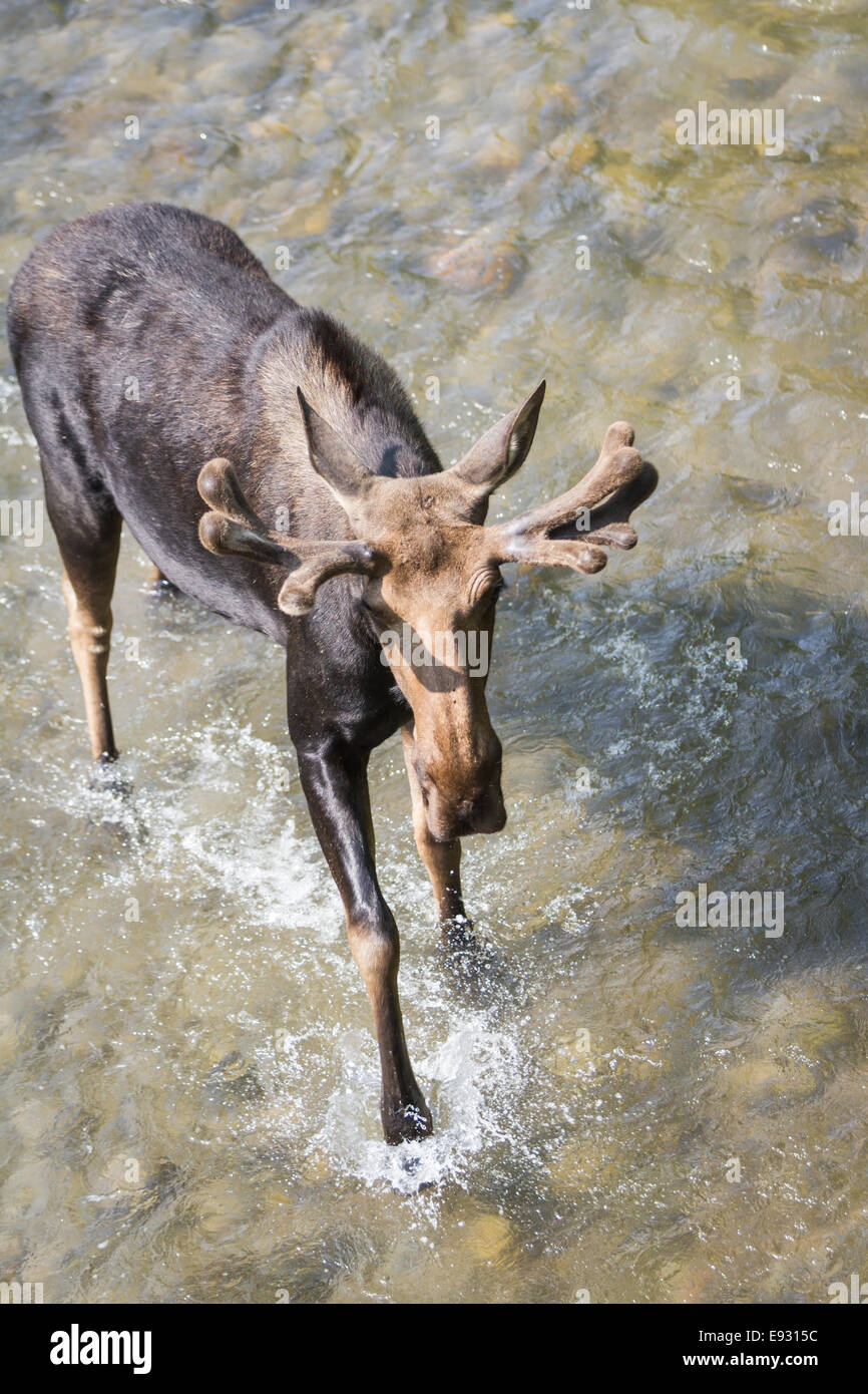 young male moose walking on a shallow creek in western Wyoming Stock ...
