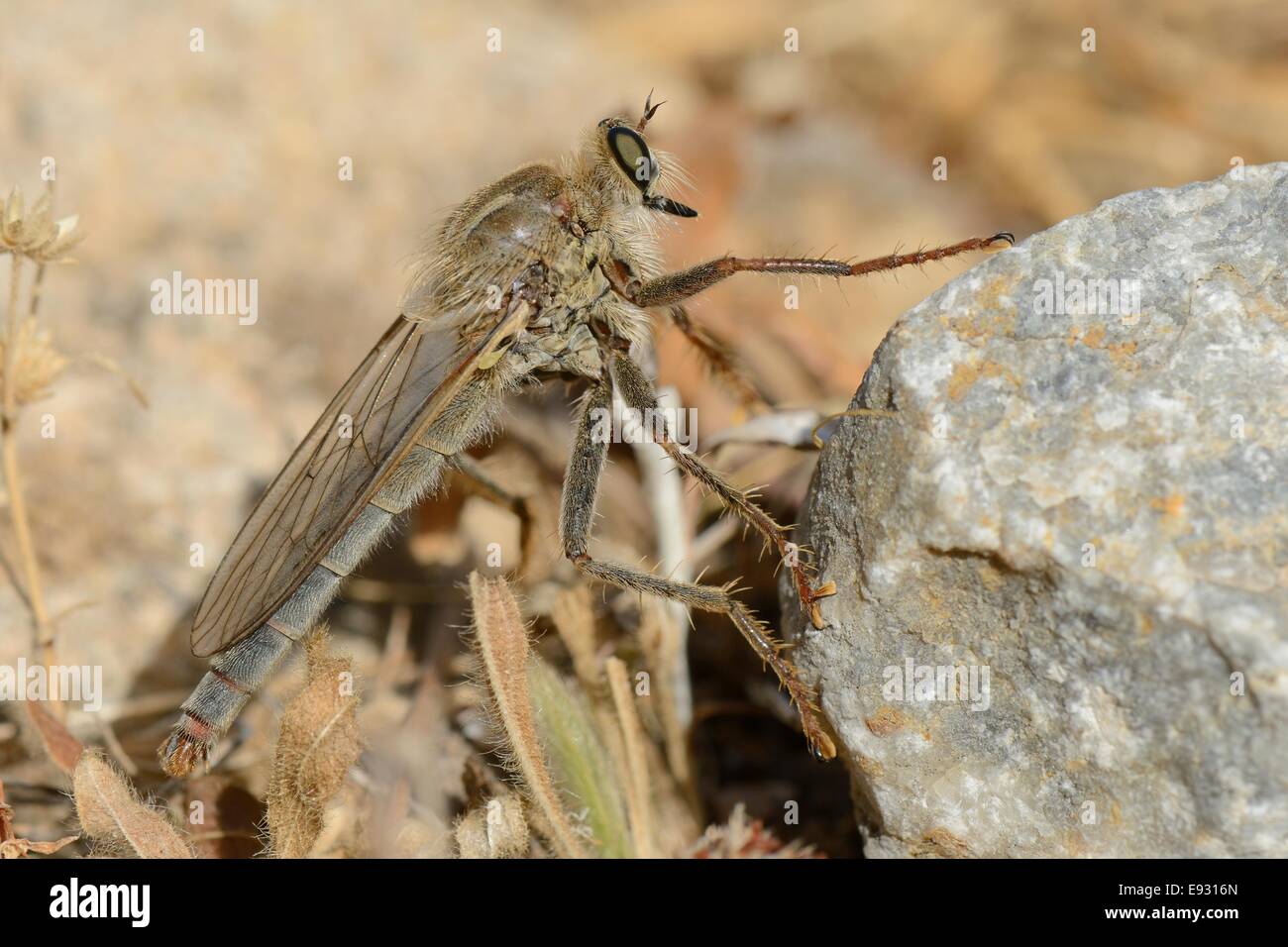 Stenopogon sp hi-res stock photography and images - Alamy