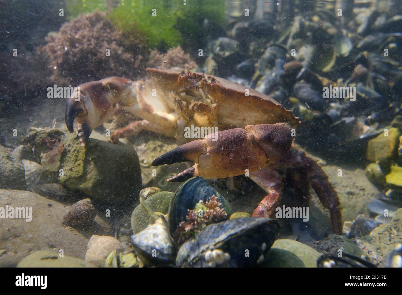 Common Mussels Mytilus Edulis High Resolution Stock Photography and ...