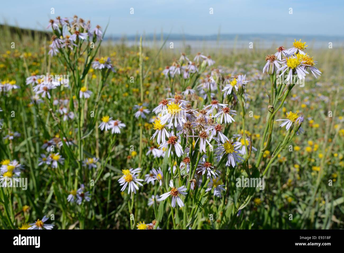 Sea aster (Tripolium pannonicum) flowering on saltmarsh bordering the ...