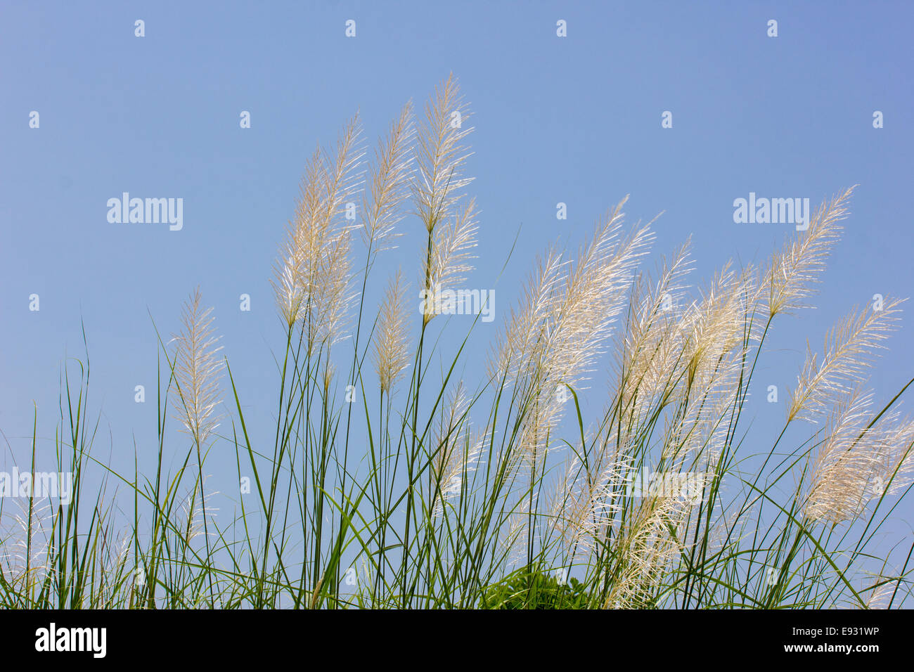 The grass with the sky Stock Photo - Alamy