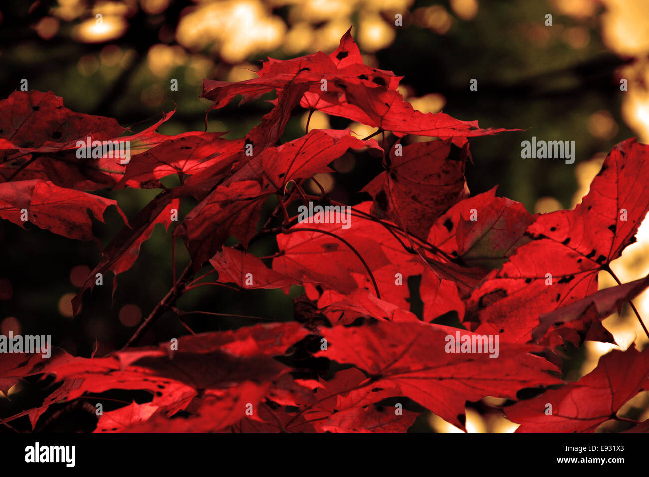Magical leaves hi-res stock photography and images - Alamy