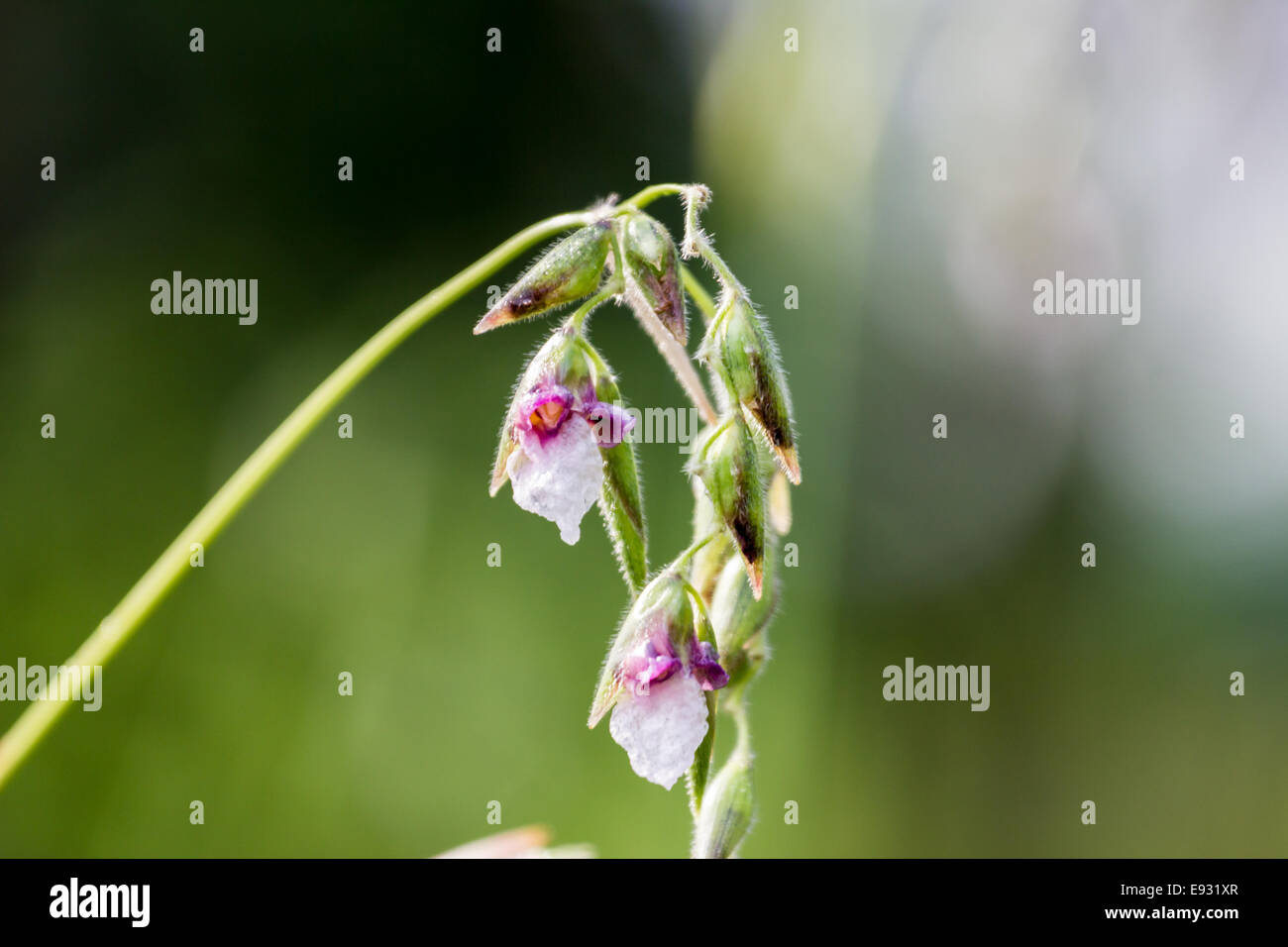 The flower of the galangal tree Stock Photo - Alamy