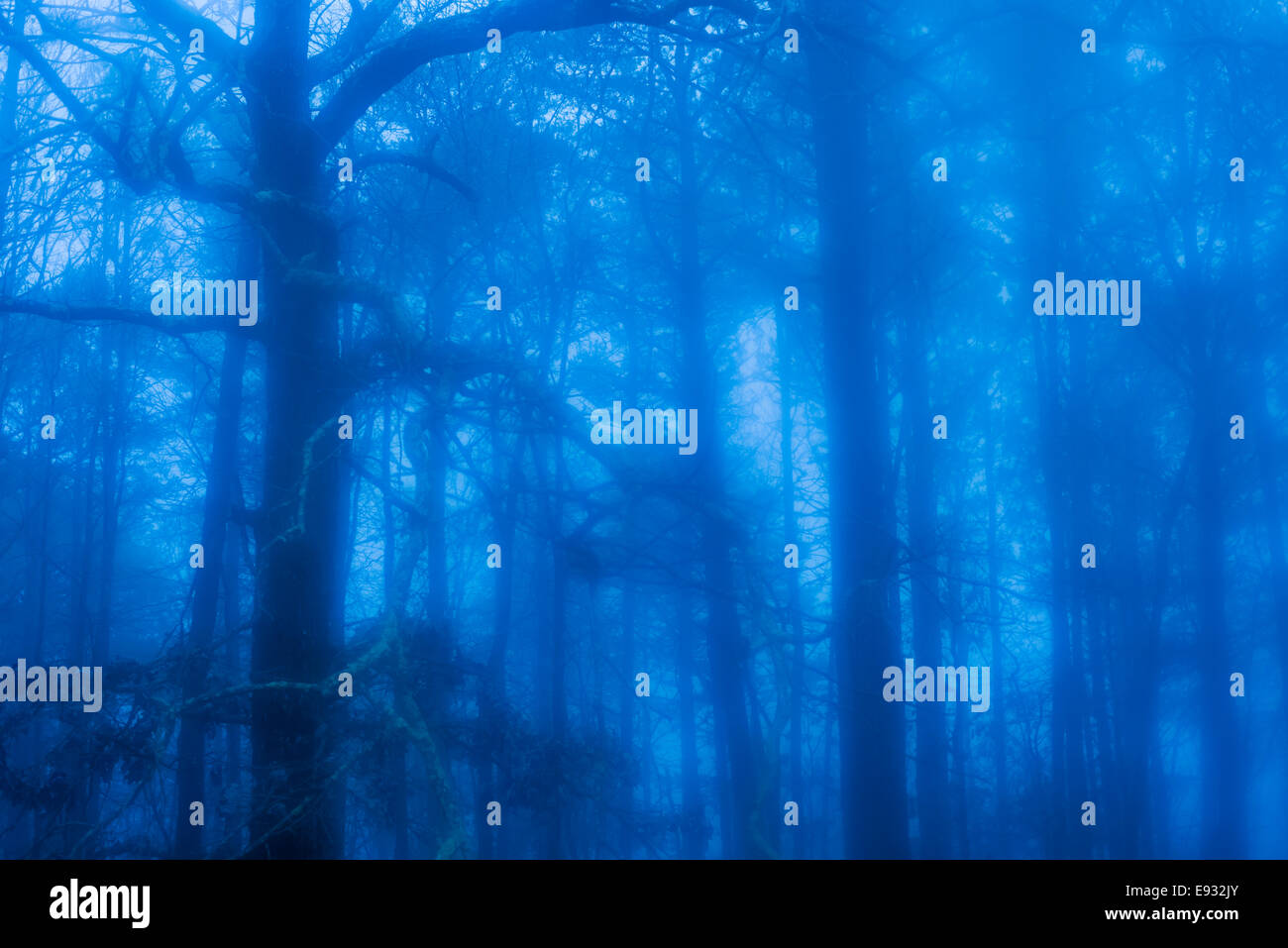 Dark foreboding forest in fog hi-res stock photography and images - Alamy