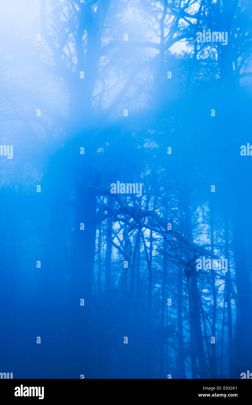 Dark forest trees viewed through a foggy blurred window Stock Photo - Alamy