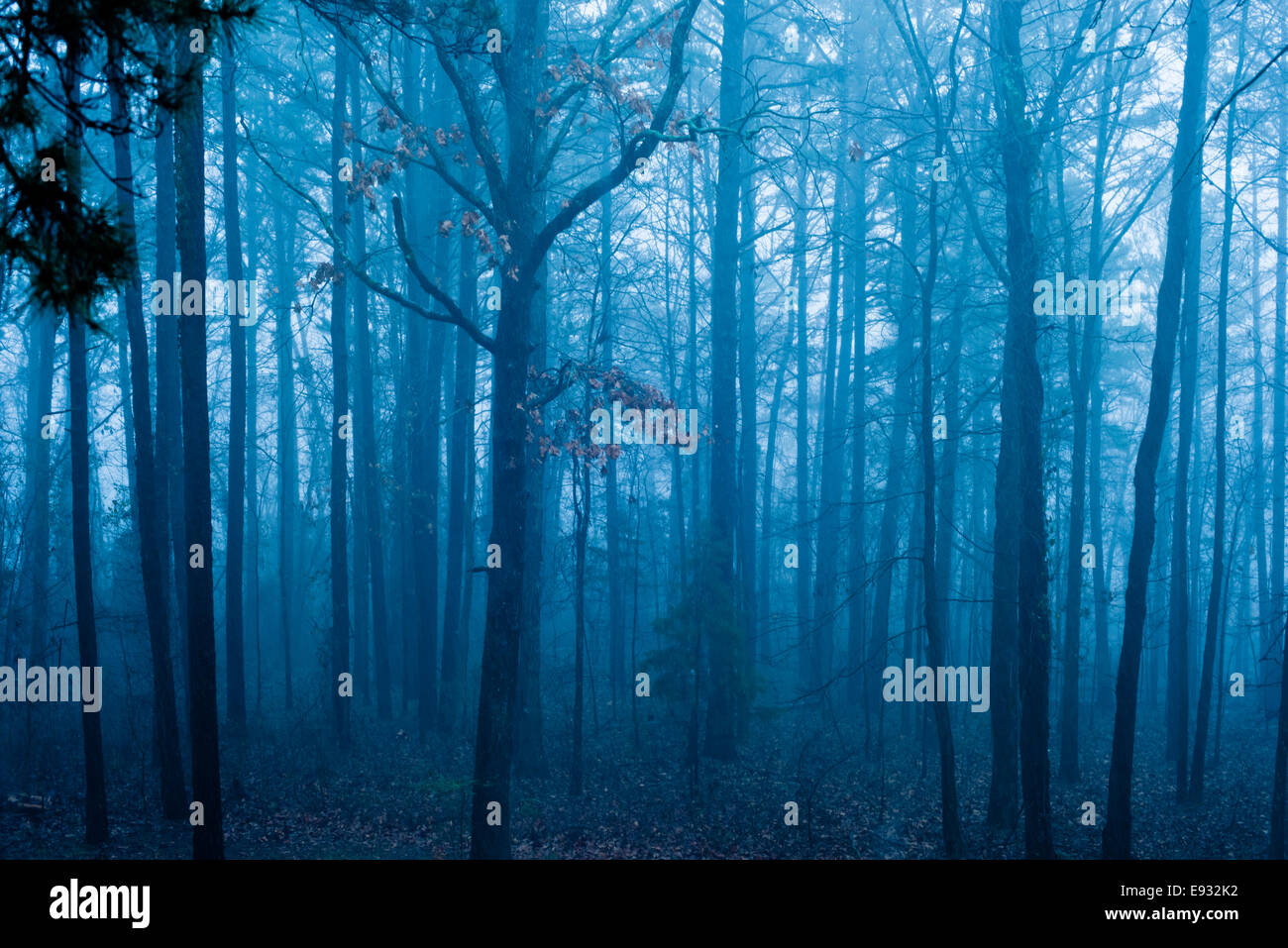 Dark mysterious forboding forest trees in morning fog Stock Photo - Alamy