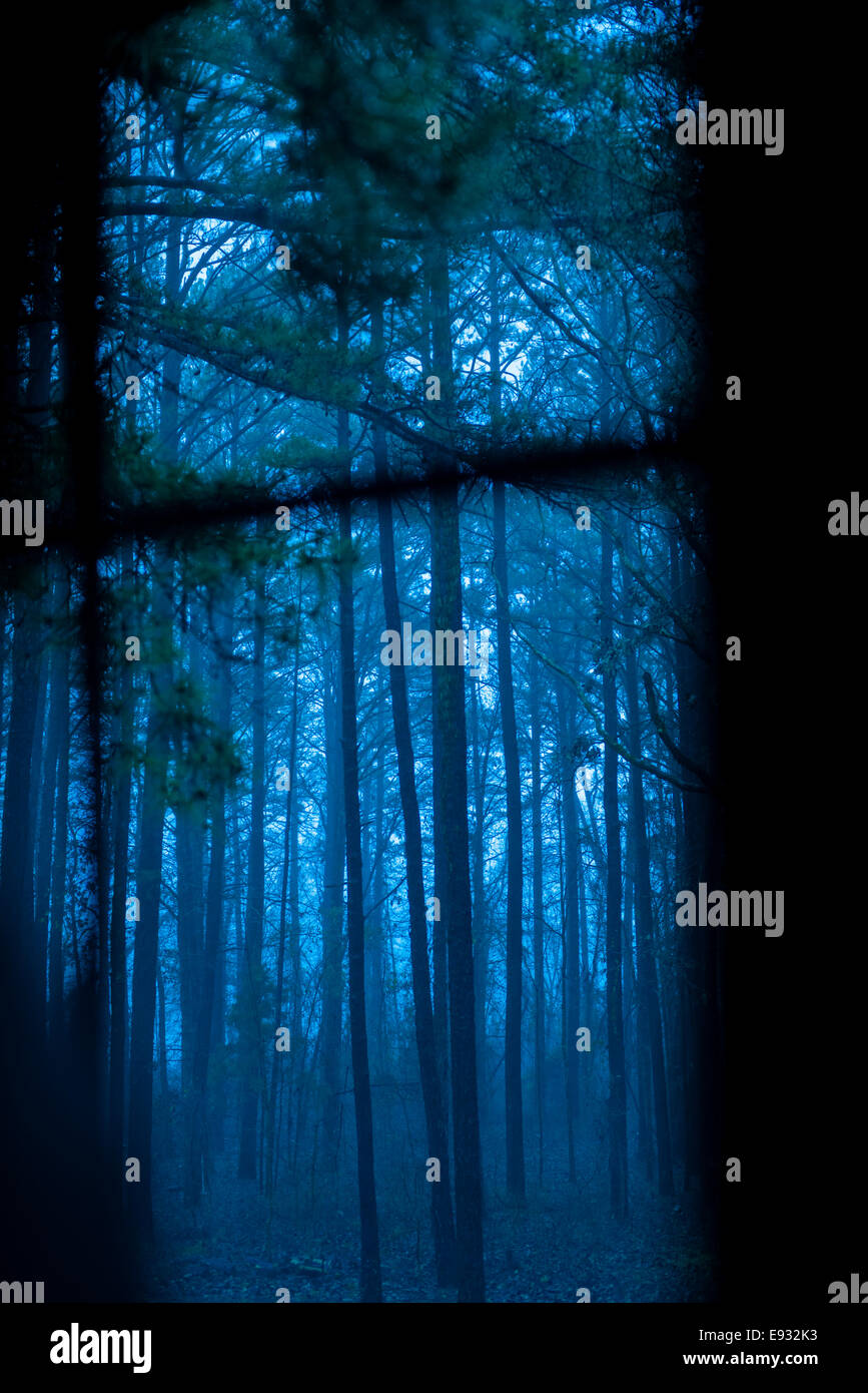 Forest trees viewed through a window Stock Photo - Alamy