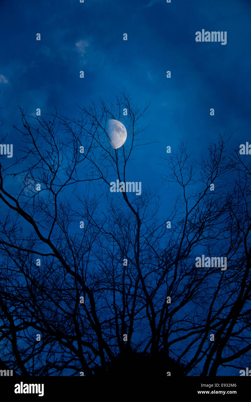 Moon and trees in night sky Stock Photo - Alamy