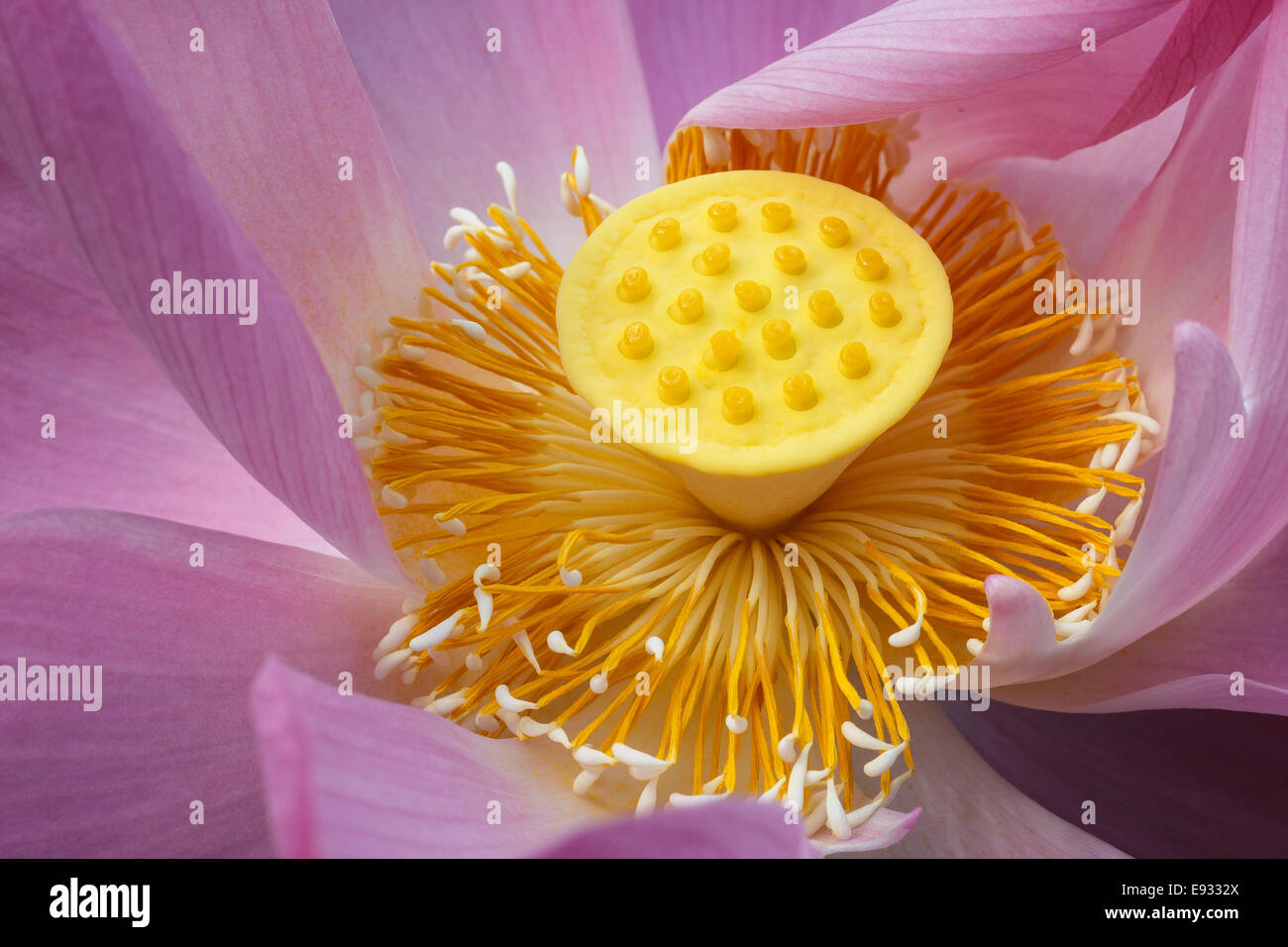 The heart of Lotus Stock Photo - Alamy