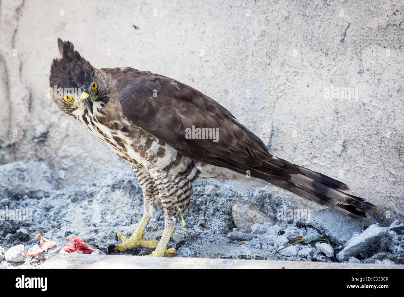 Eagle its prey hi-res stock photography and images - Alamy