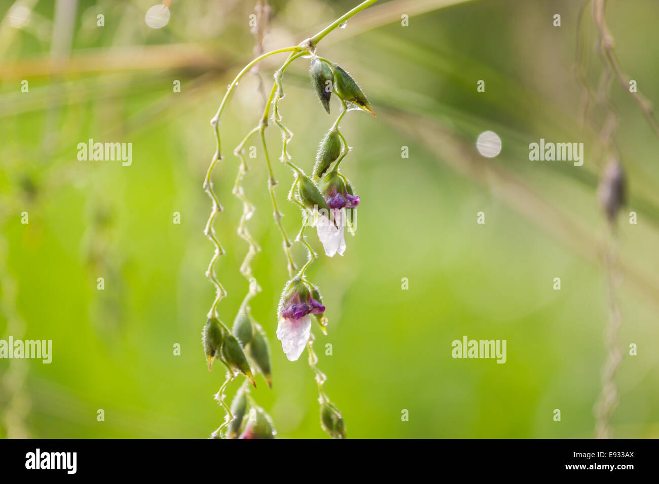 The flower of the galangal tree after rain Stock Photo - Alamy