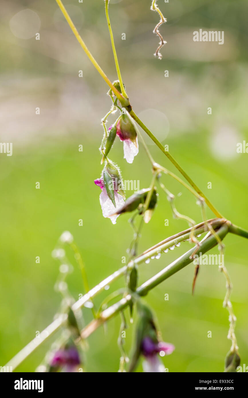 The flower of the galangal tree after rain Stock Photo - Alamy