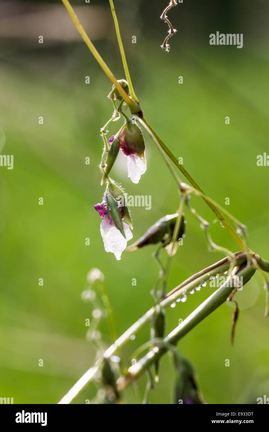 The flower of the galangal tree after rain Stock Photo - Alamy
