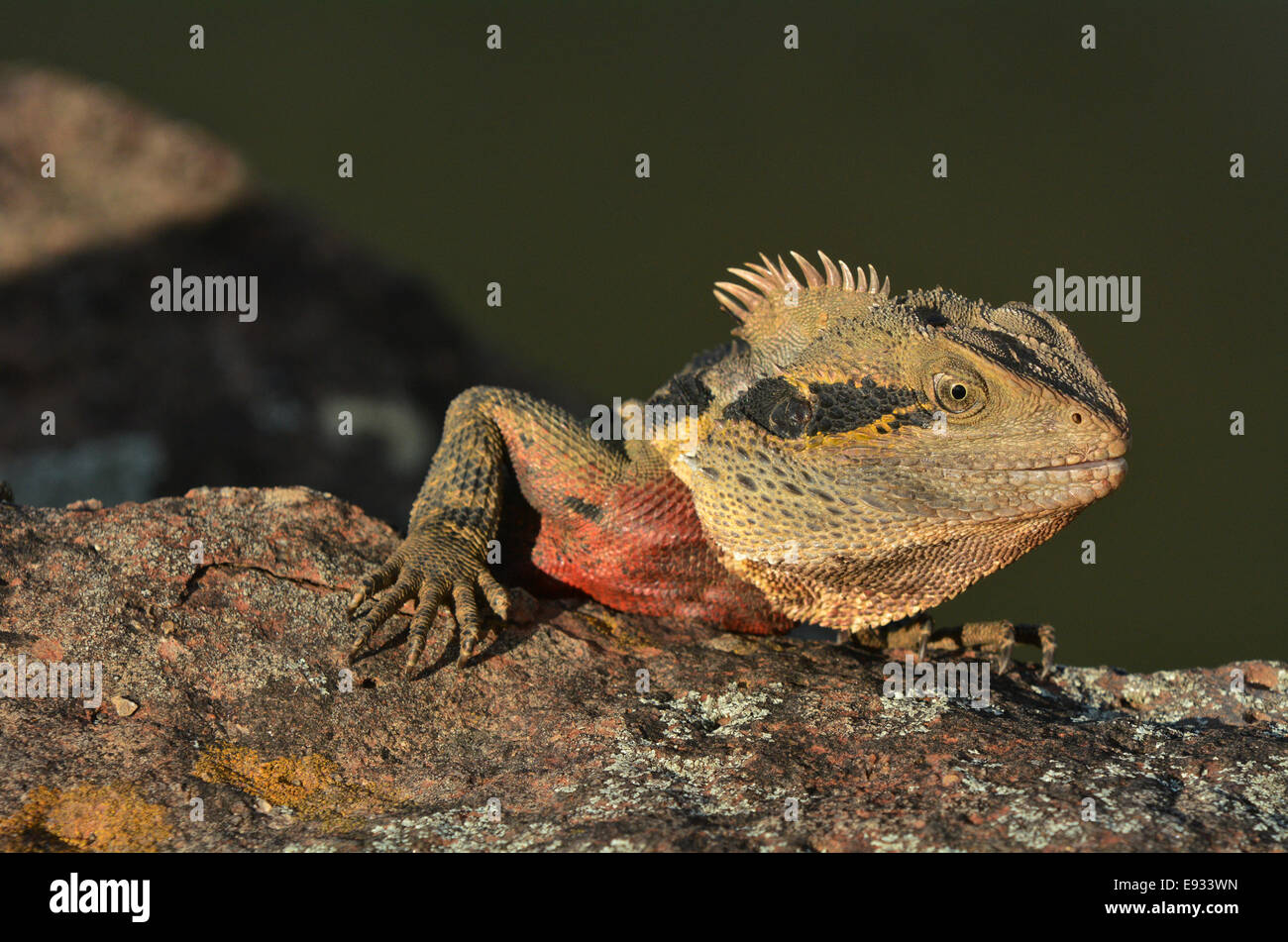 Australian Eastern Water Dragon High Resolution Stock Photography and ...