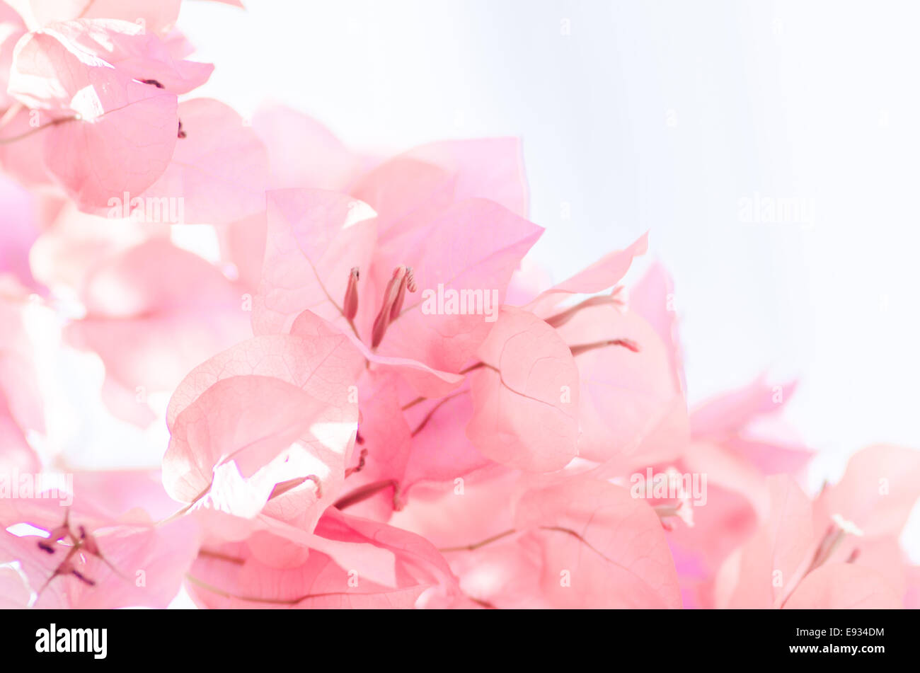 Colorful foliage in the park Cut Out Stock Images & Pictures - Alamy