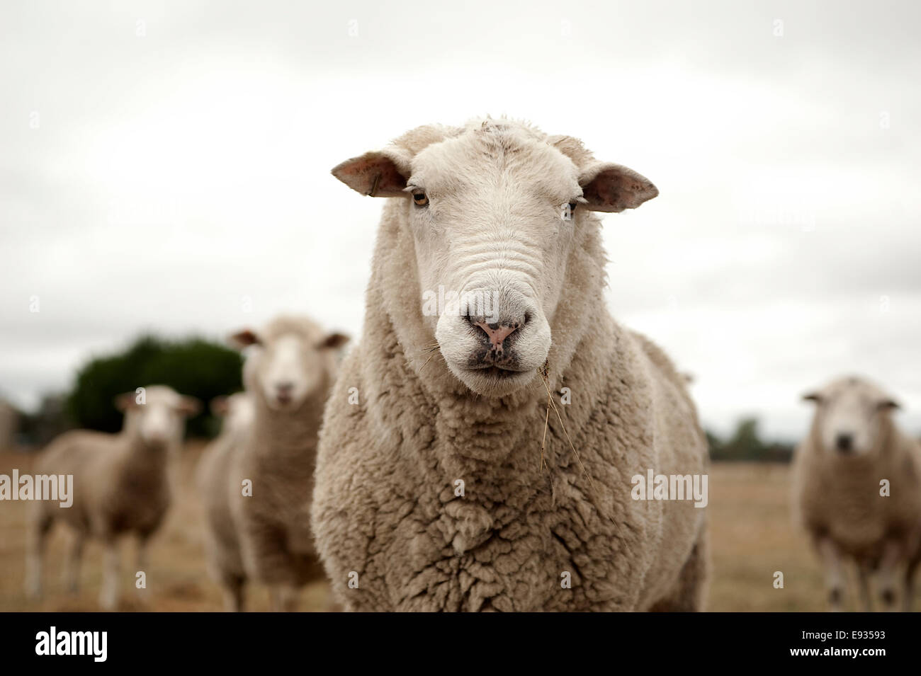 Sheep leader of the pack Stock Photo - Alamy
