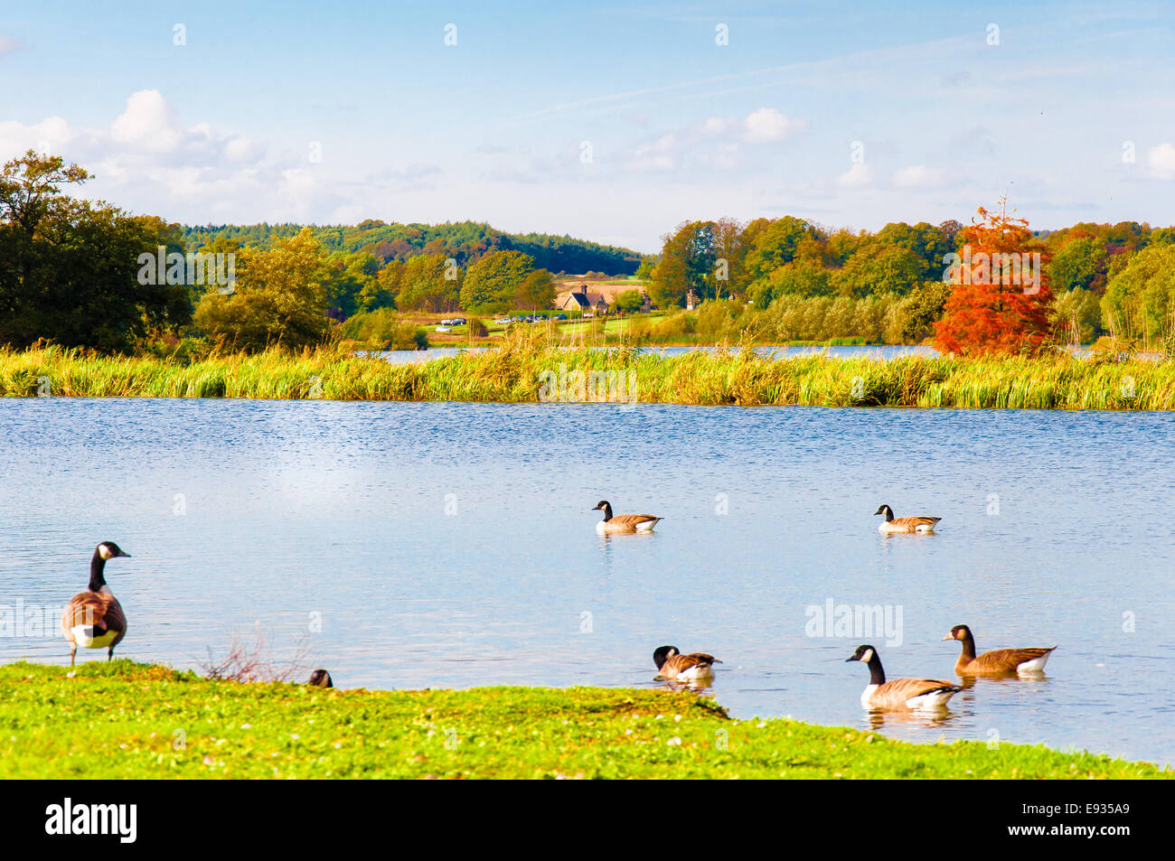 English landscape in autumn with colorful trees and wildlife Stock ...