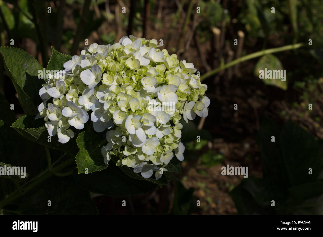 Gentle bloom of white flowers hi-res stock photography and images - Alamy