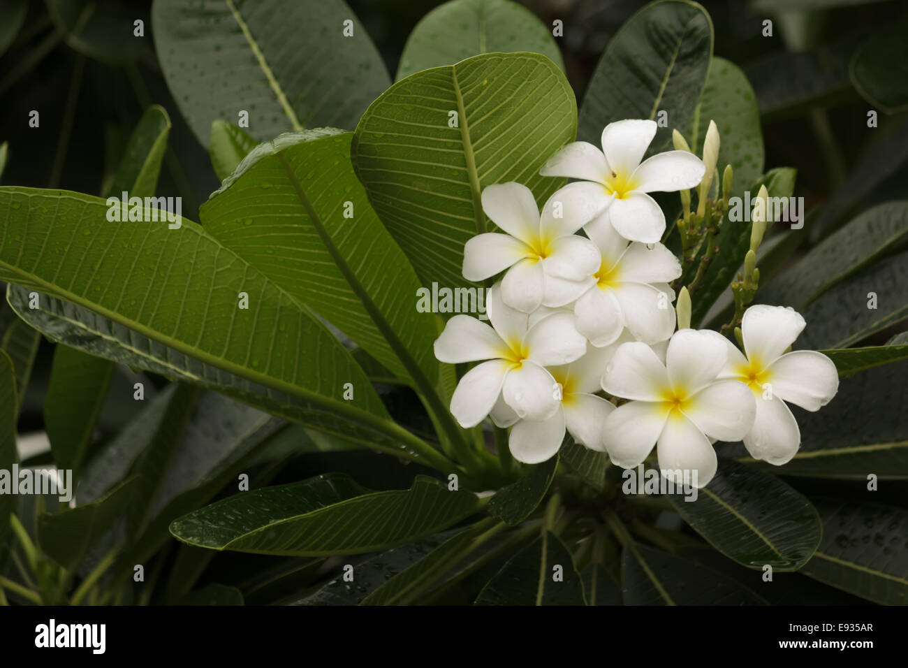 Frangipani in the garden hi-res stock photography and images - Alamy