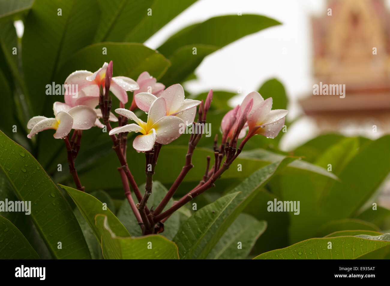 Australia frangipani tree hi-res stock photography and images - Alamy