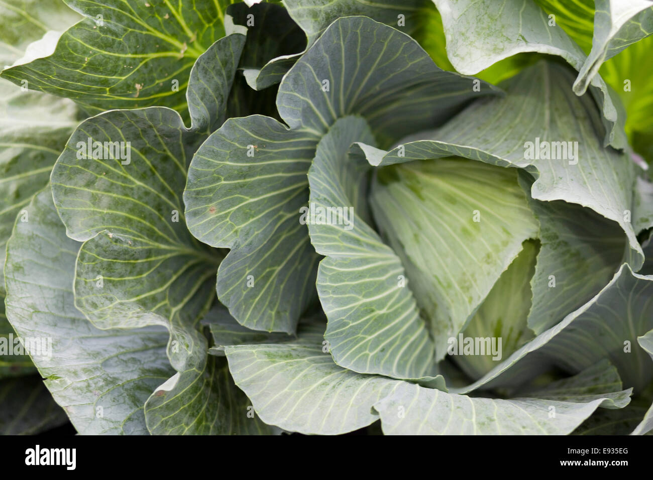 Cole crops hi-res stock photography and images - Alamy