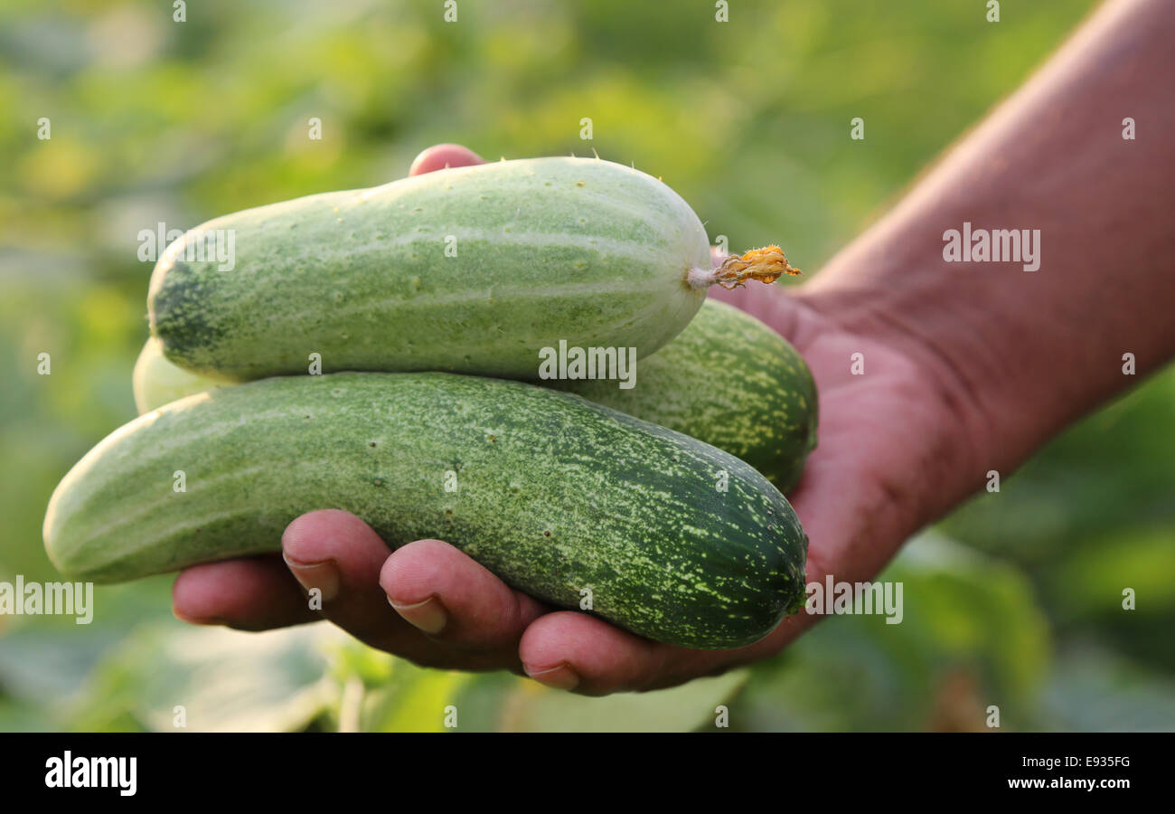 Hand holding some fresh cucumber Stock Photo - Alamy