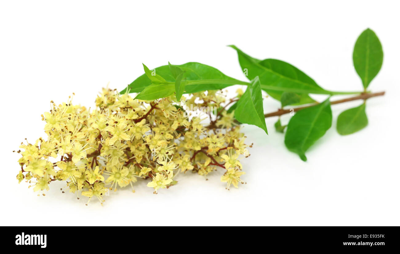 Henna plant hi-res stock photography and images - Alamy