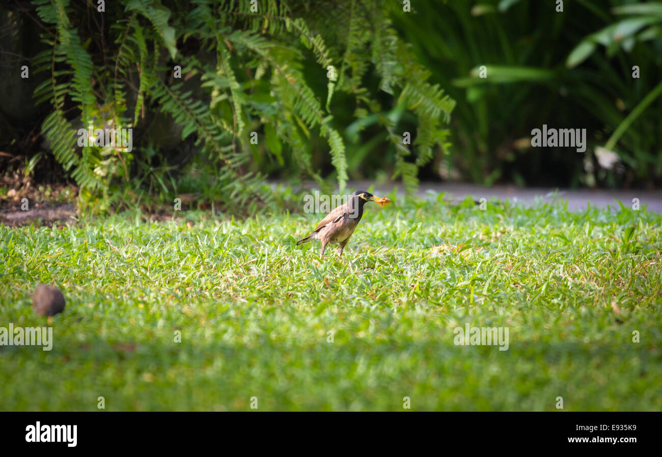 Wildlife ground eating hi-res stock photography and images - Alamy