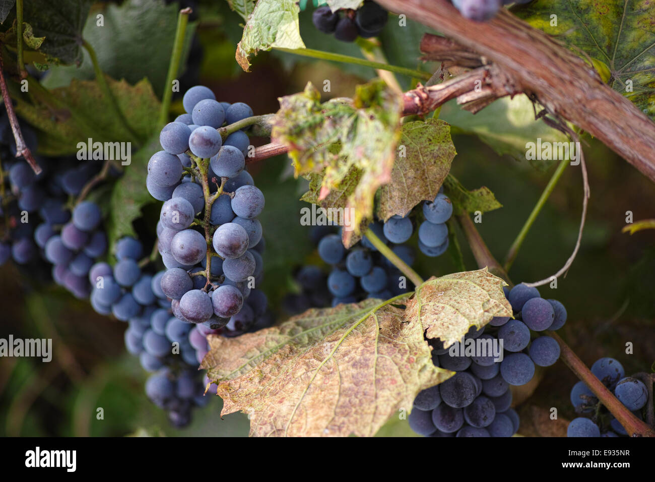 Red grapes with green leaves on the vine. Ripe grapes with green leaves ...
