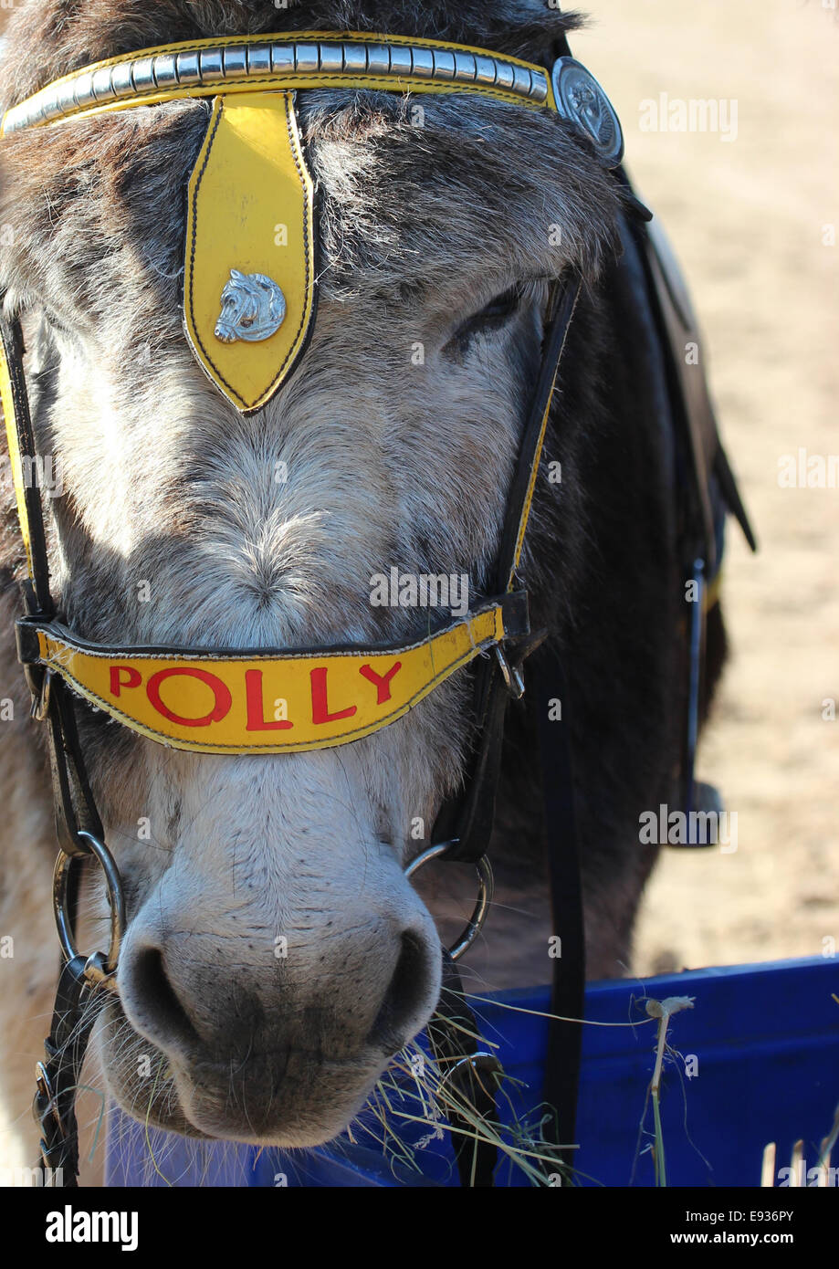 Yellow donkey hi-res stock photography and images - Alamy