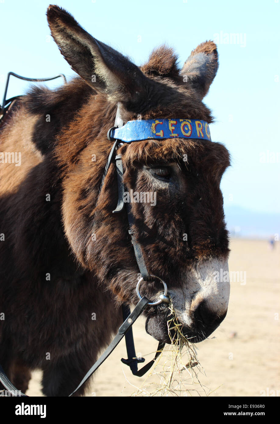 Seaside donkey hi-res stock photography and images - Alamy