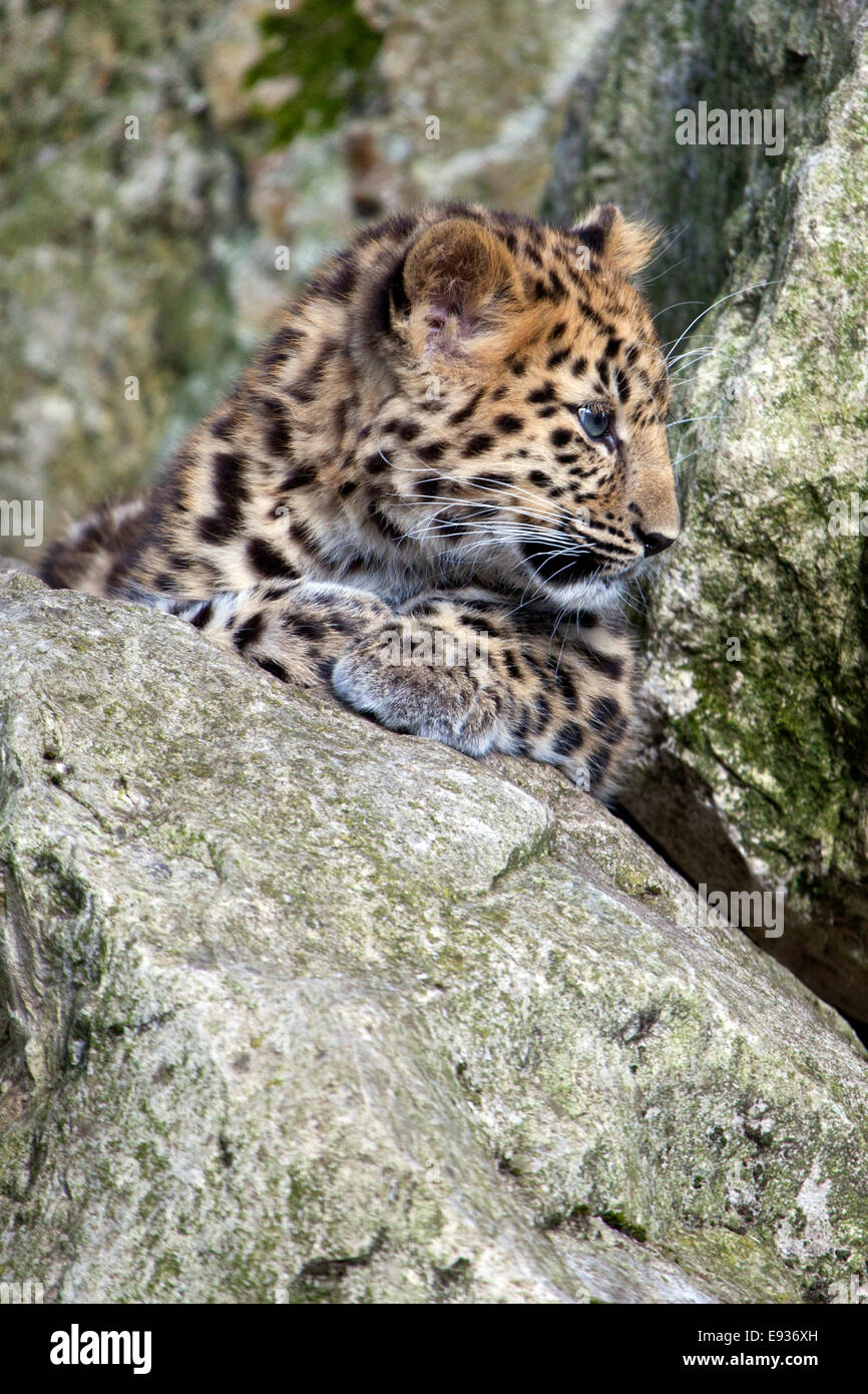 Baby amur leopard hi-res stock photography and images - Alamy