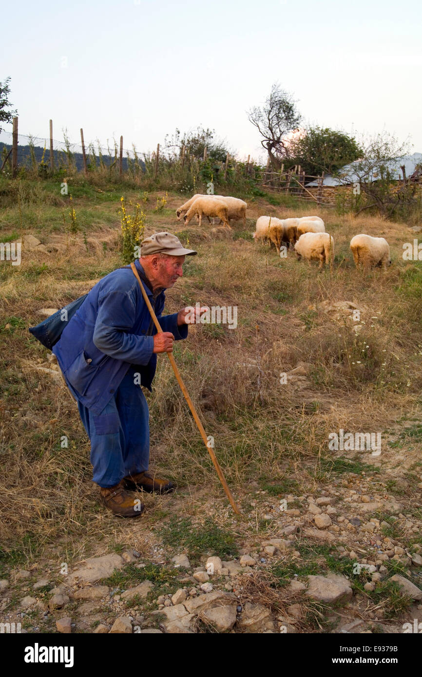 Old shepherd with his herd in hi-res stock photography and images - Alamy
