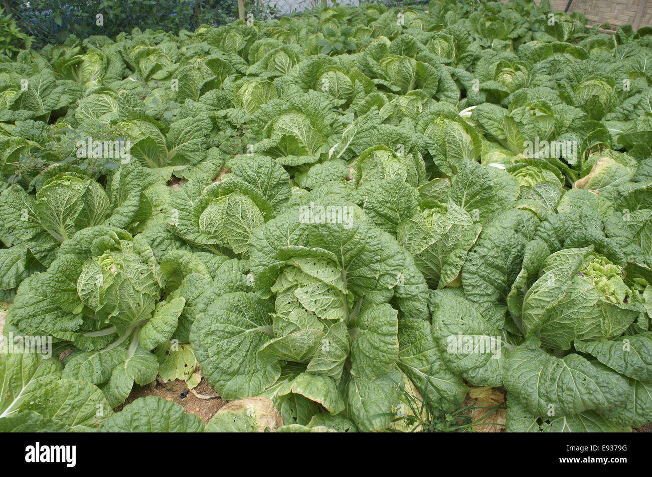 Hydroponic vegetable in farm hi-res stock photography and images - Alamy