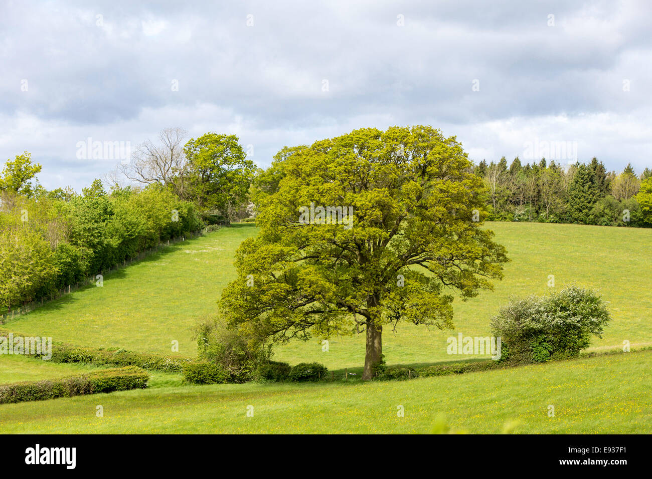 Oak tree in springtime, England, UK Stock Photo - Alamy