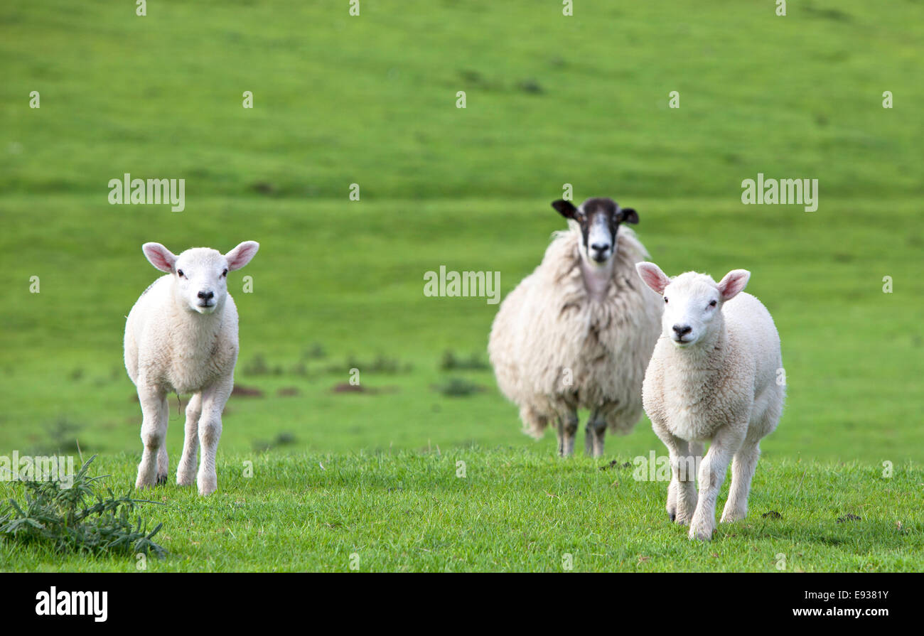 Ewe with twin lambs, England, UK Stock Photo - Alamy