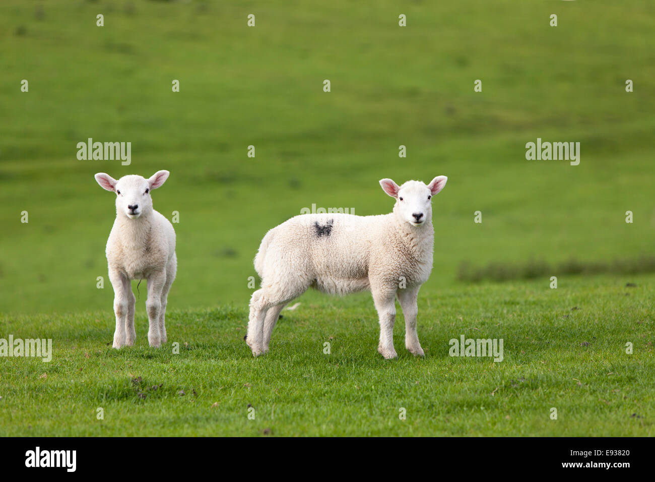 Twin lambs, England, UK Stock Photo - Alamy
