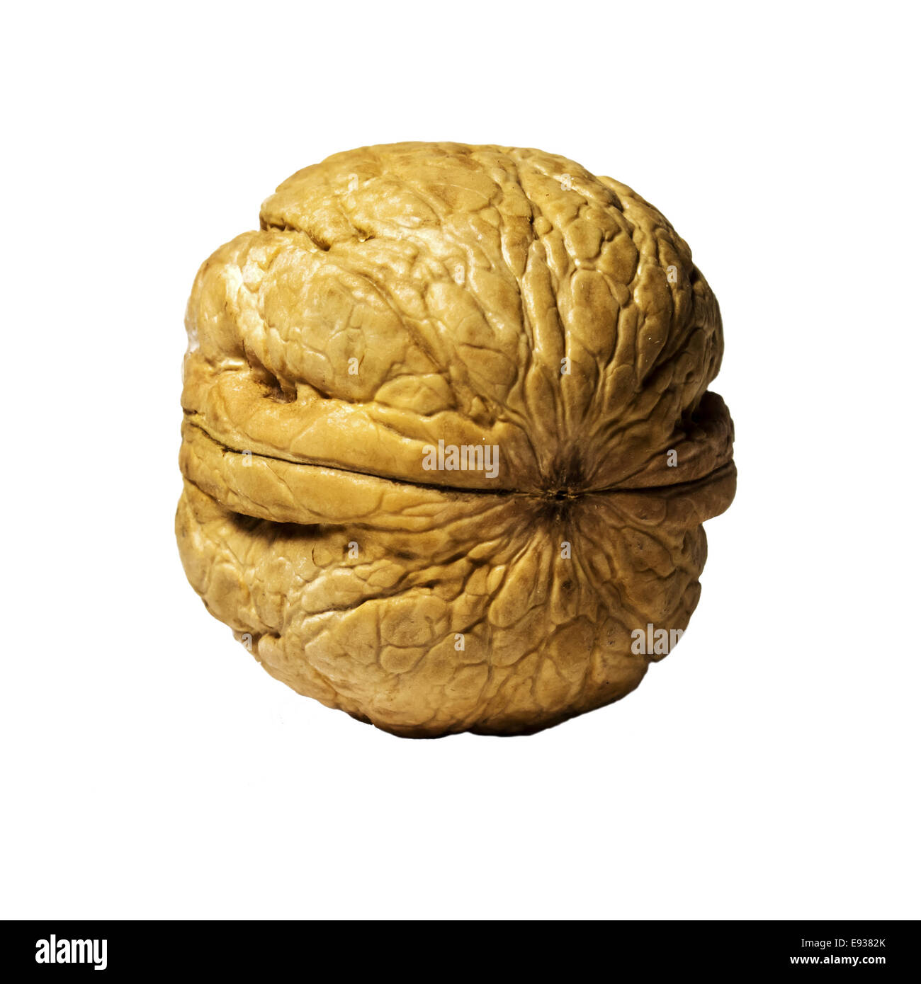 Walnut chestnut tree hi-res stock photography and images - Alamy